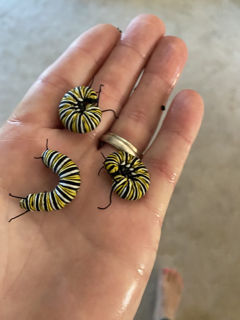 Walloon Lake’s Melrose Township Becomes Michigan’s 5th Monarch City USA ...